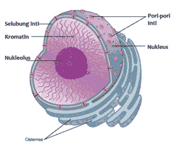 √ Organel Sel Hewan: Fungsi, Struktur, Gambar (Lengkap)
