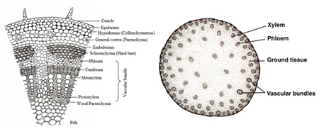 √ Perbedaan Tumbuhan Dikotil dan Monokotil - Aplikasi Pelajaran