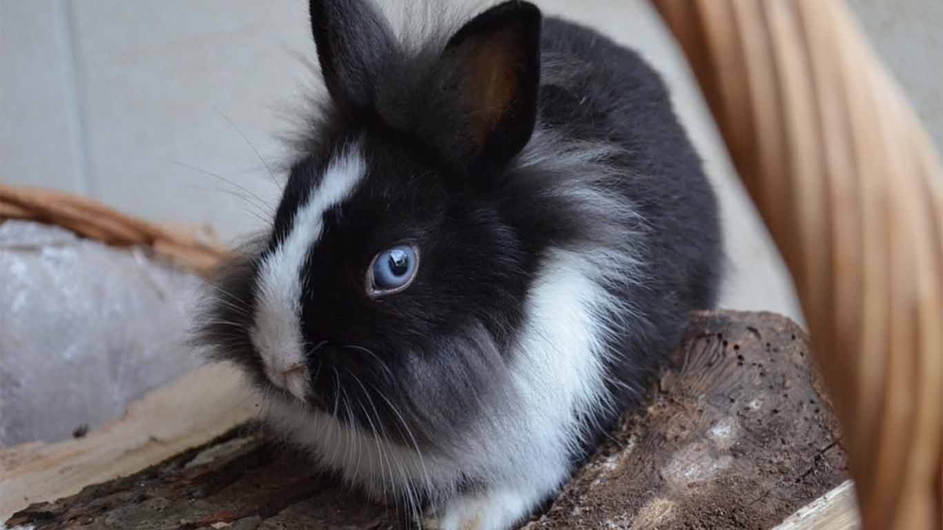 √ 5+ Contoh Descriptive Text Tentang Hewan/Benda/Tempat dan Artinya