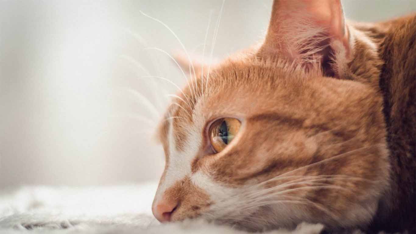 √ 5+ Contoh Descriptive Text Tentang Hewan/Benda/Tempat dan Artinya