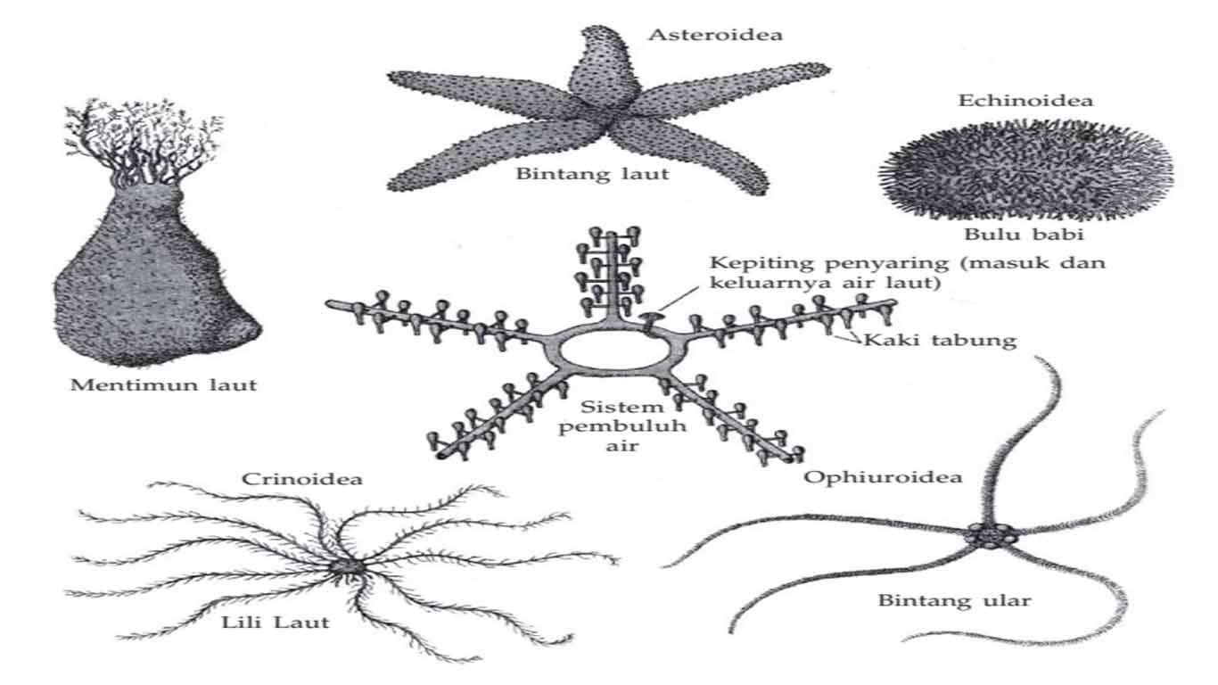 √ Echinodermata: Pengertian, Ciri-Ciri, Sistem, Struktur, Klasifikasi ...
