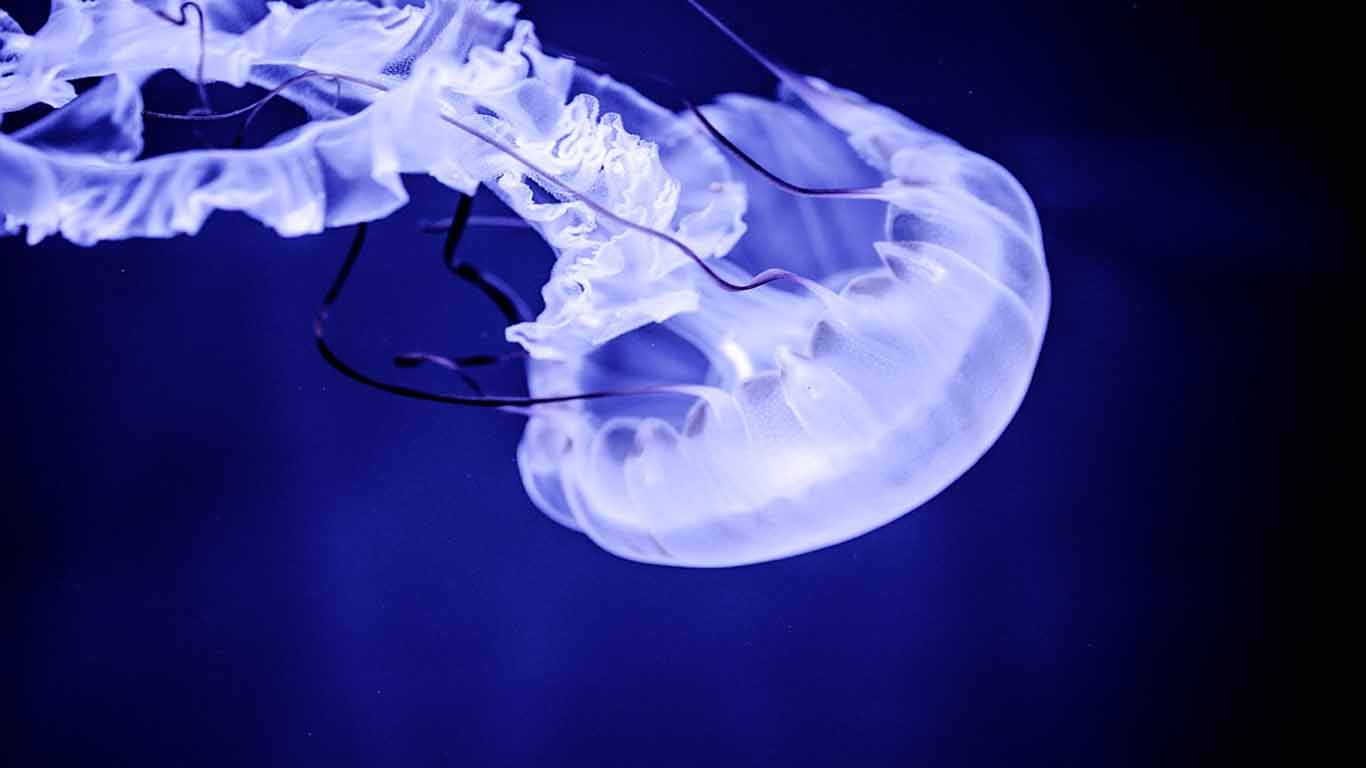√ 13 Contoh dari Hewan Invertebrata dan Vertebrata + Ciri
