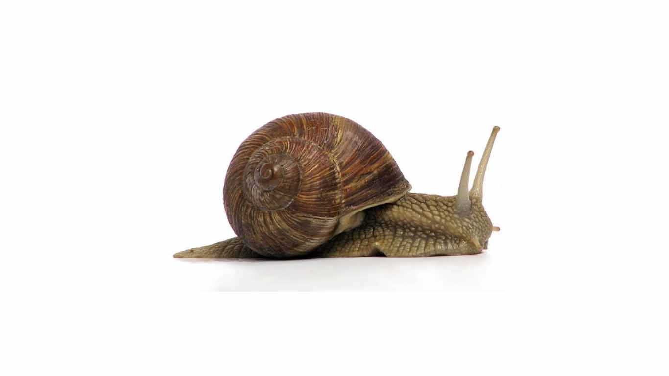 √ 13 Contoh dari Hewan Invertebrata dan Vertebrata + Ciri
