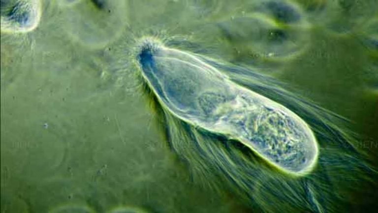 √ 13 Contoh dari Hewan Invertebrata dan Vertebrata + Ciri