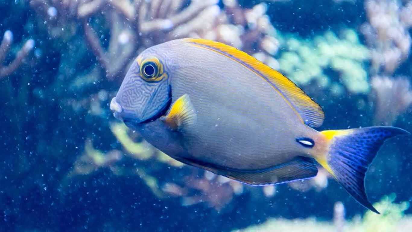 √ 13 Contoh dari Hewan Invertebrata dan Vertebrata + Ciri
