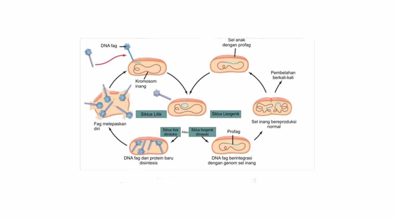 √ Replikasi Virus: Tahapan, Skema Proses, Gambar
