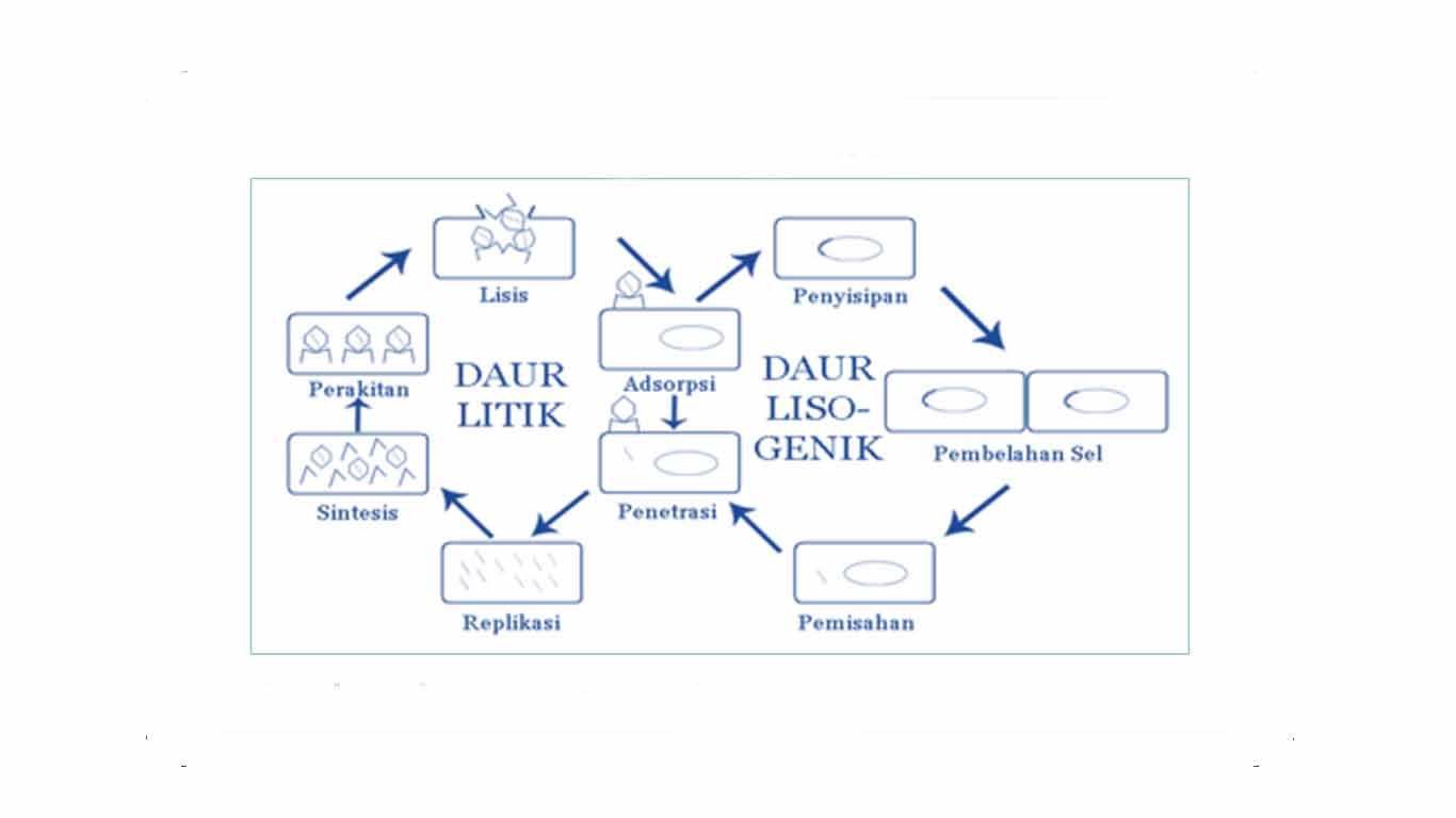 √ Replikasi Virus: Tahapan, Skema Proses, Gambar