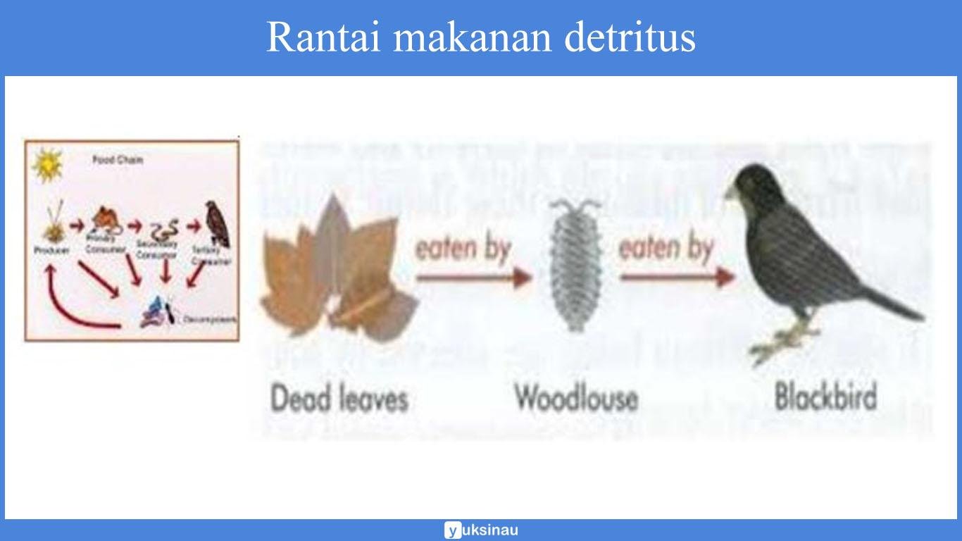 √ Rantai Makanan: Komponen, Jenis, Contoh di 10 Habitat