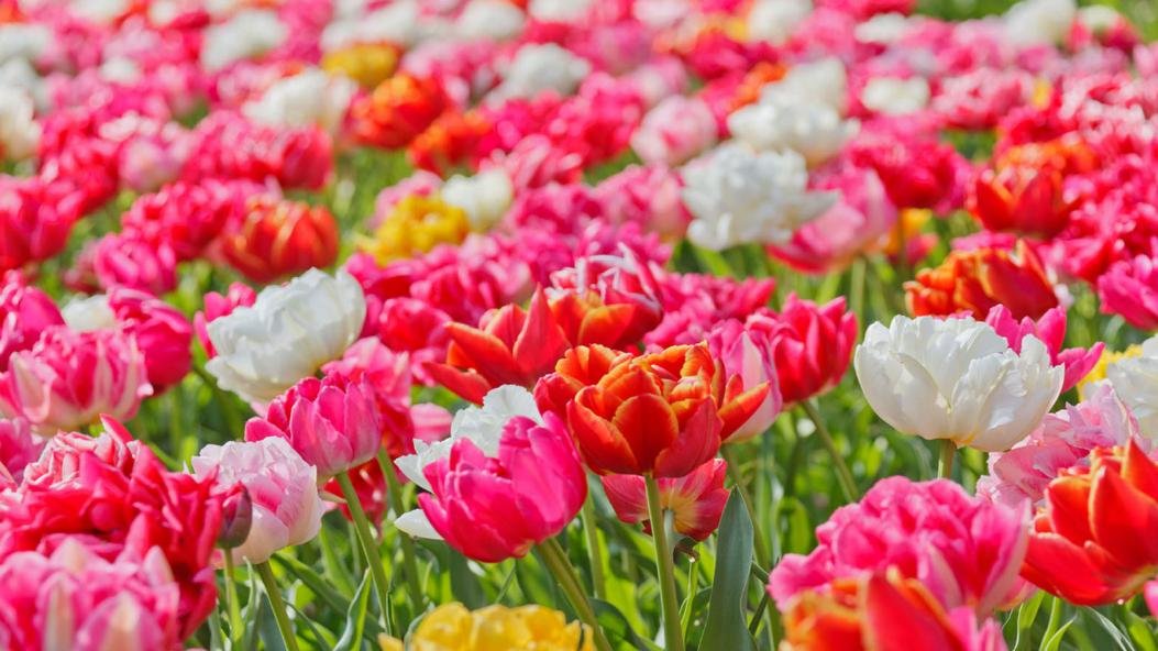 √ Pengertian Bunga: Bagian Utama, Struktur, Jenis, Proses Produksi