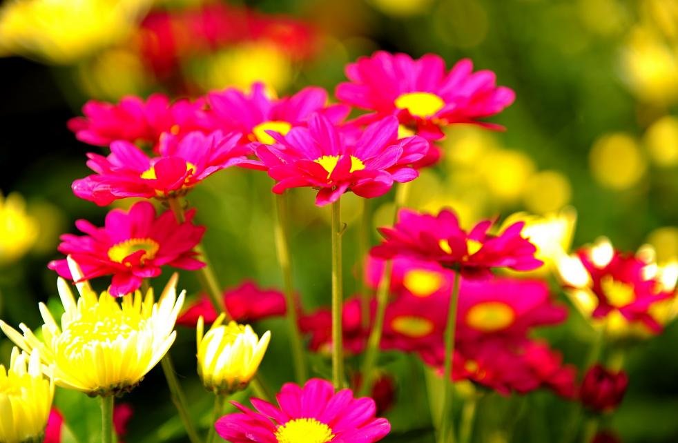 √ Pengertian Bunga: Bagian Utama, Struktur, Jenis, Proses Produksi