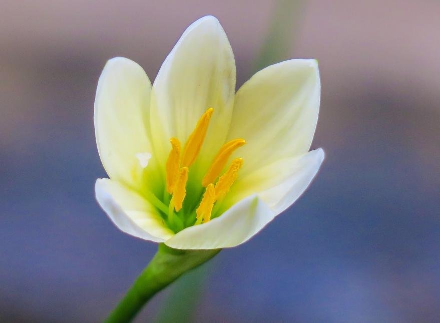 √ Pengertian Bunga: Bagian Utama, Struktur, Jenis, Proses Produksi