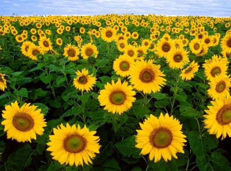 √ Pengertian Bunga: Bagian Utama, Struktur, Jenis, Proses Produksi