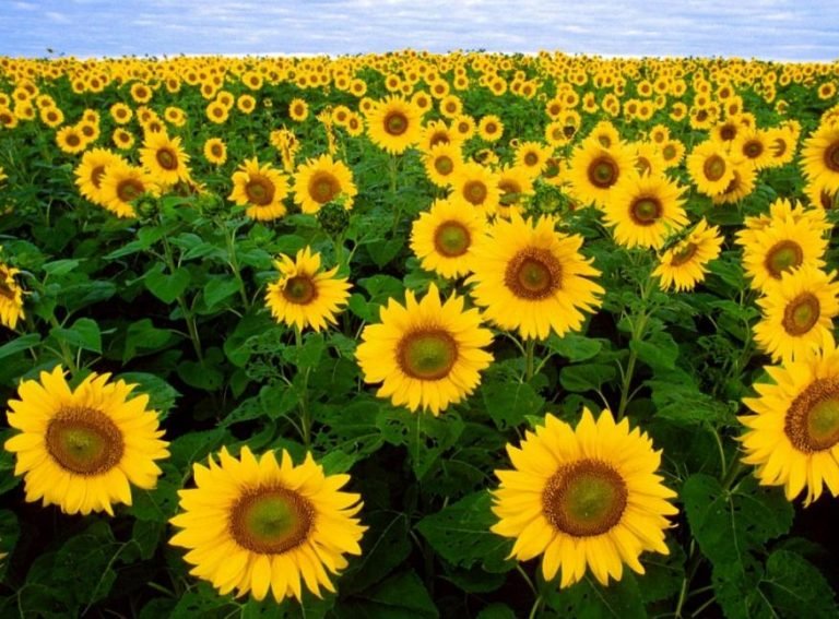 √ Pengertian Bunga: Bagian Utama, Struktur, Jenis, Proses Produksi