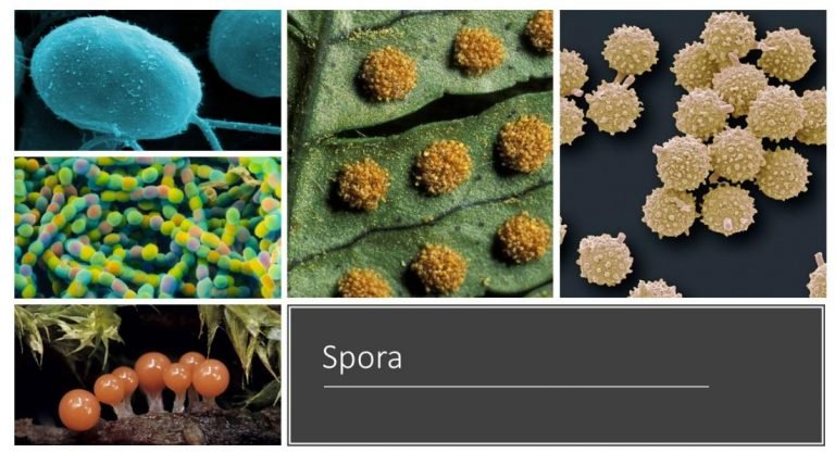 √ SPORA - Pengertian, Bentuk, Fungsi, Jenis, Contoh