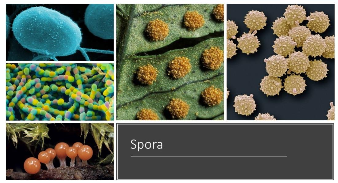 √ SPORA - Pengertian, Bentuk, Fungsi, Jenis, Contoh