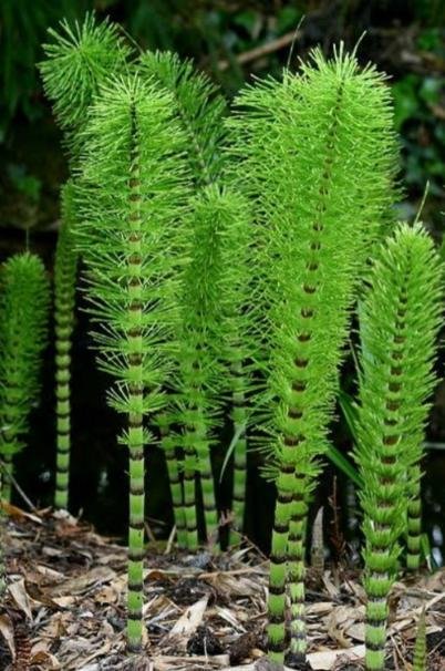 √ Pteridophyta: Pengertian, Ciri, Struktur, Habitat, Klasifikasi, Contoh