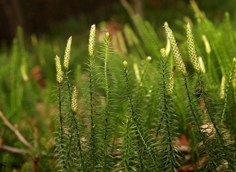 √ Pteridophyta: Pengertian, Ciri, Struktur, Habitat, Klasifikasi, Contoh