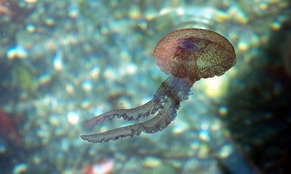 √ COELENTERATA - Ciri, Klasifikasi, Habitat, Struktur, Peran