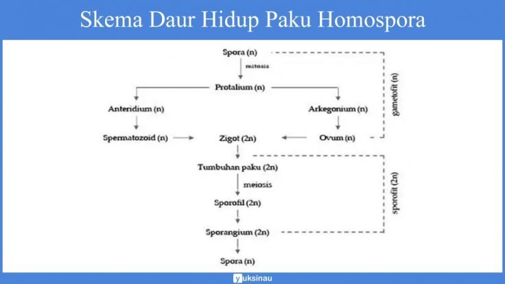 √ Pteridophyta: Pengertian, Ciri, Struktur, Habitat, Klasifikasi, Contoh